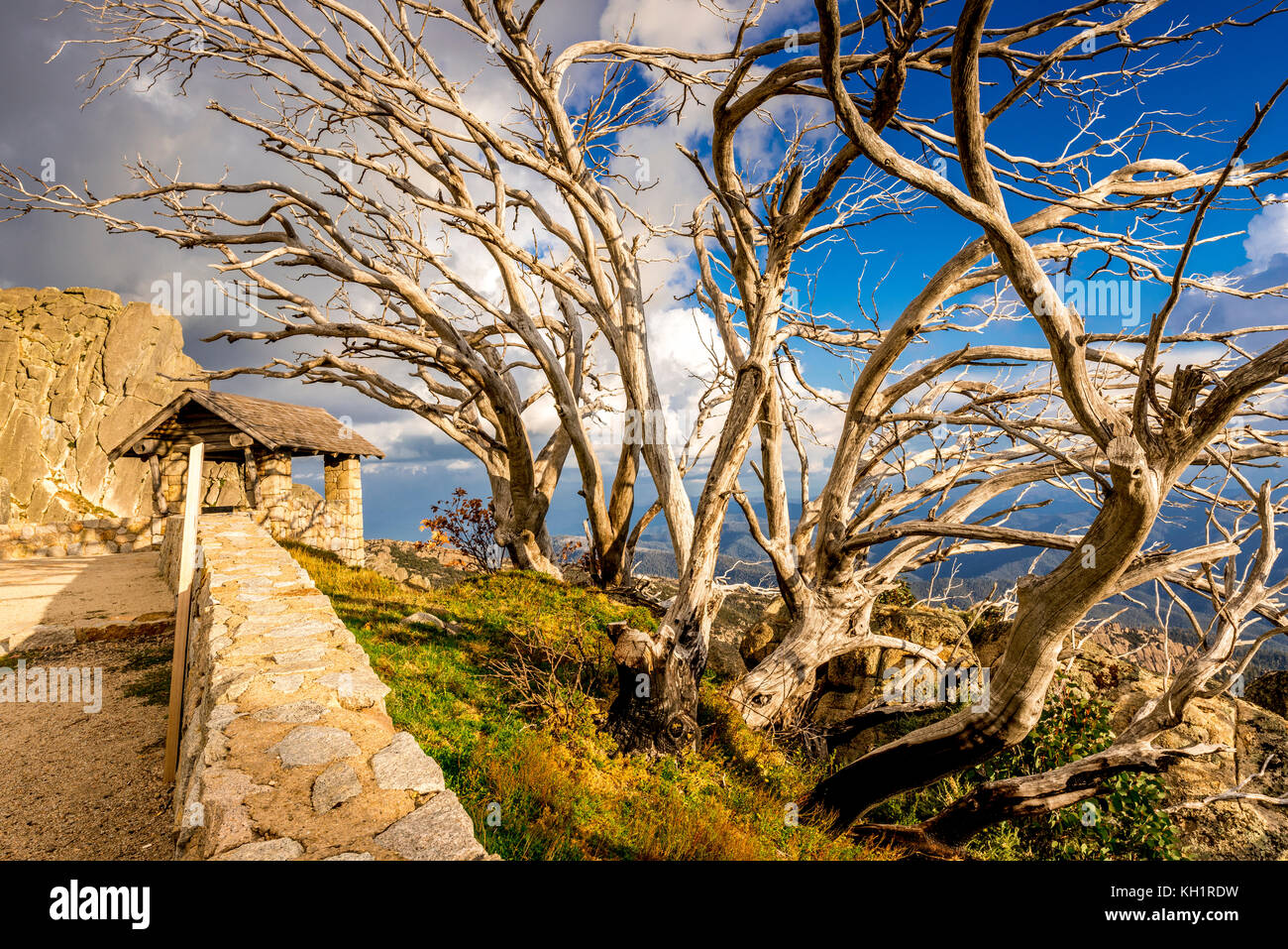 The gnarled Alpine Gums at Mount Buffalo in Victoria, Australia Stock ...