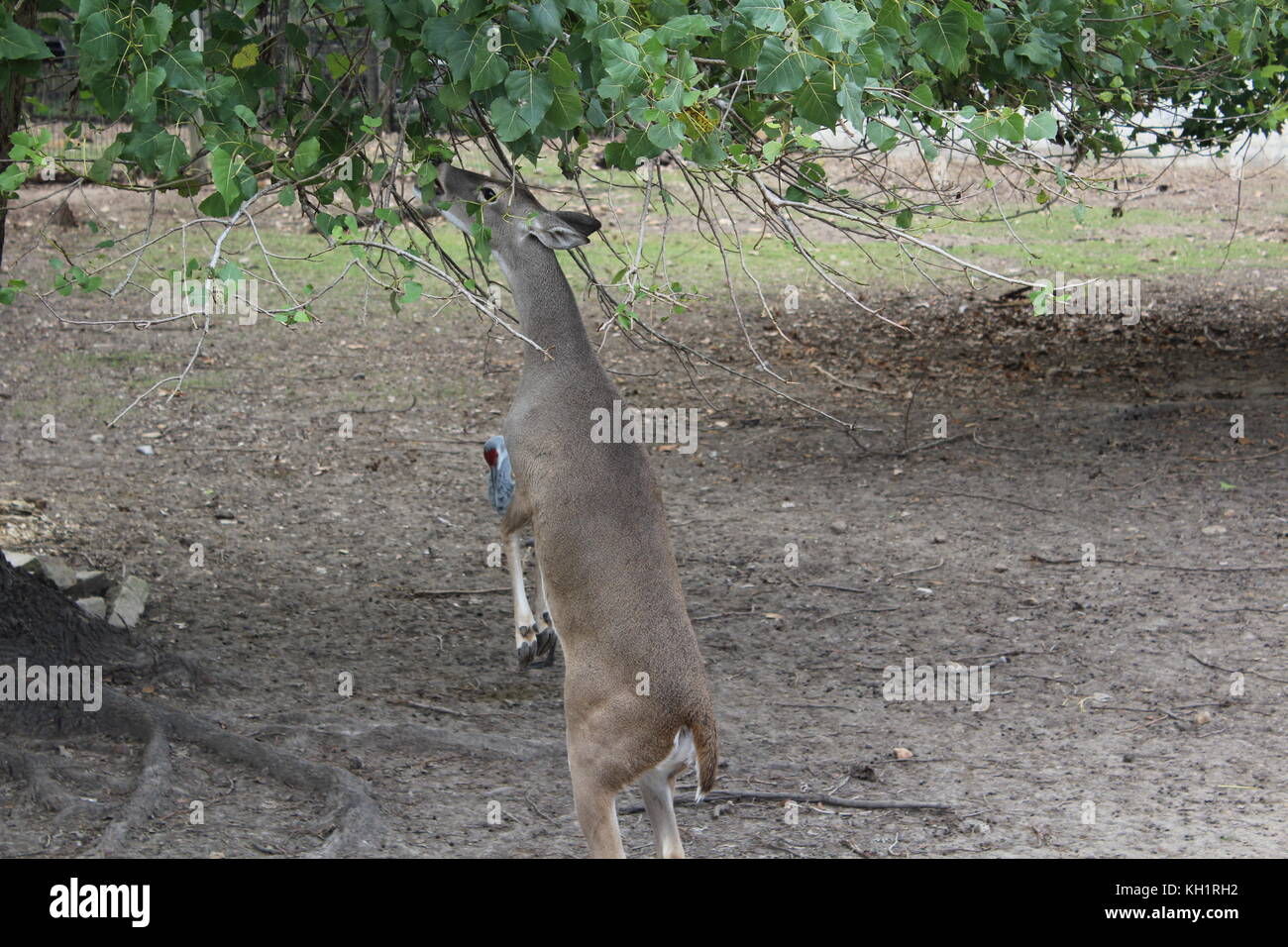 Doe Jumping to Eat Leaves on Tree Stock Photo - Alamy