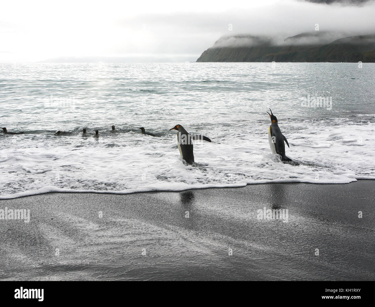 Two adult king penguins walking into the sea to go swimming with other ...