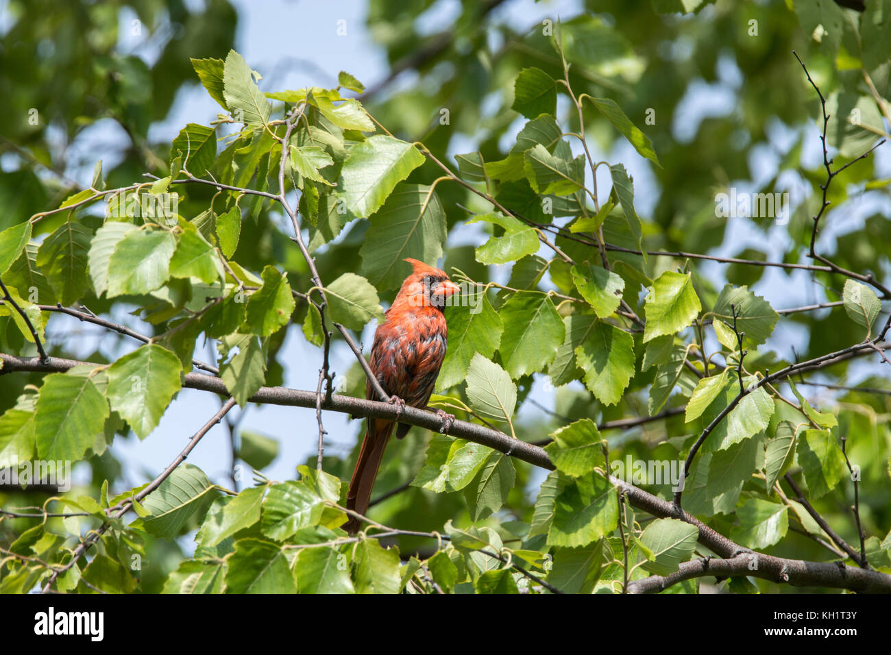 Lady cardinal hi-res stock photography and images - Alamy