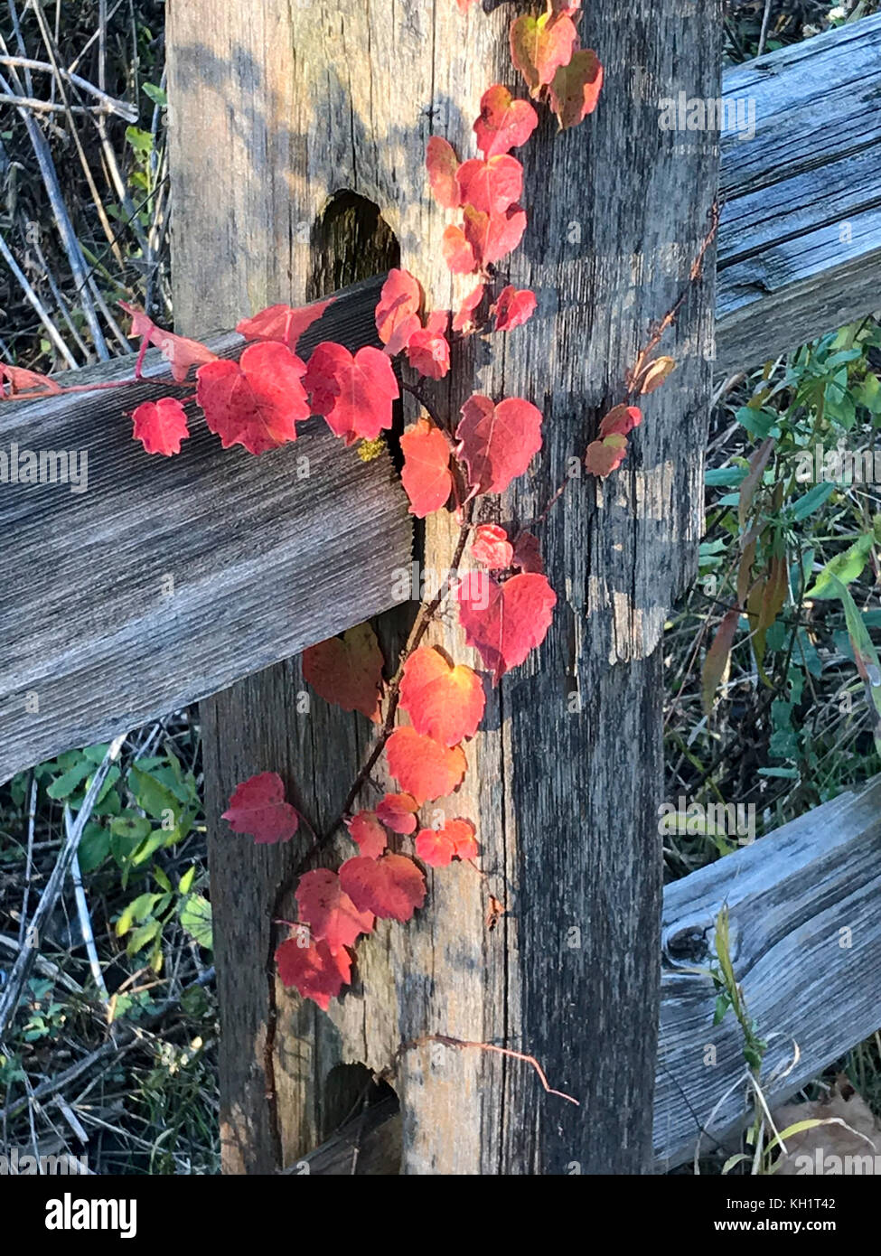 Red ivy vines on modern wooden split rail fence in Lincoln Park ...