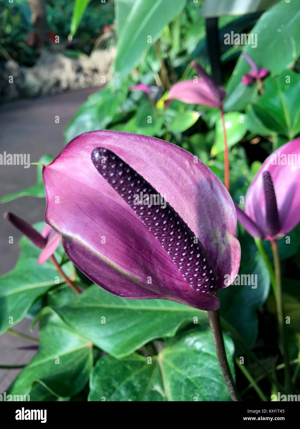 Purple Tulip Anthurium plant, Lincoln Park Conservatory, Lincoln Park ...