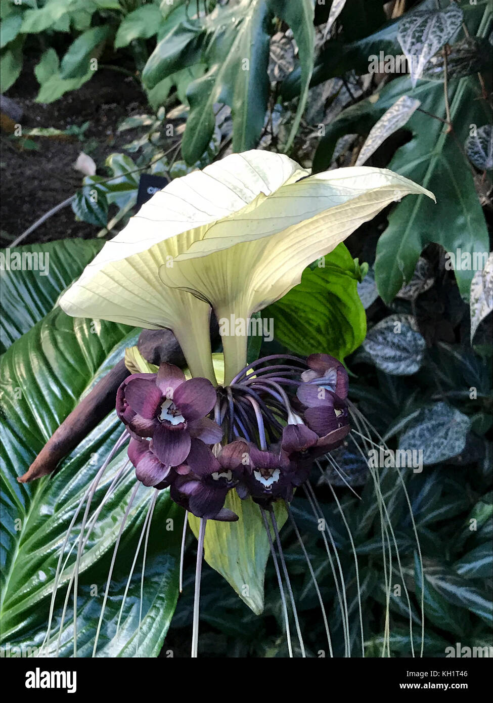 Bat plant tacca integrifolia hi-res stock photography and images - Alamy