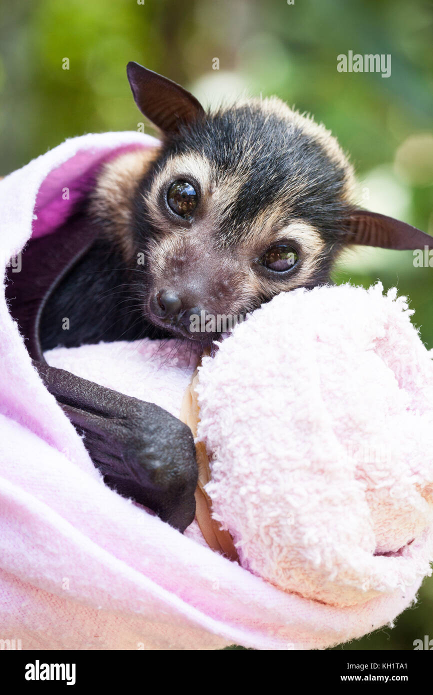 Vulnerable spectacled flying foxes hi-res stock photography and images ...