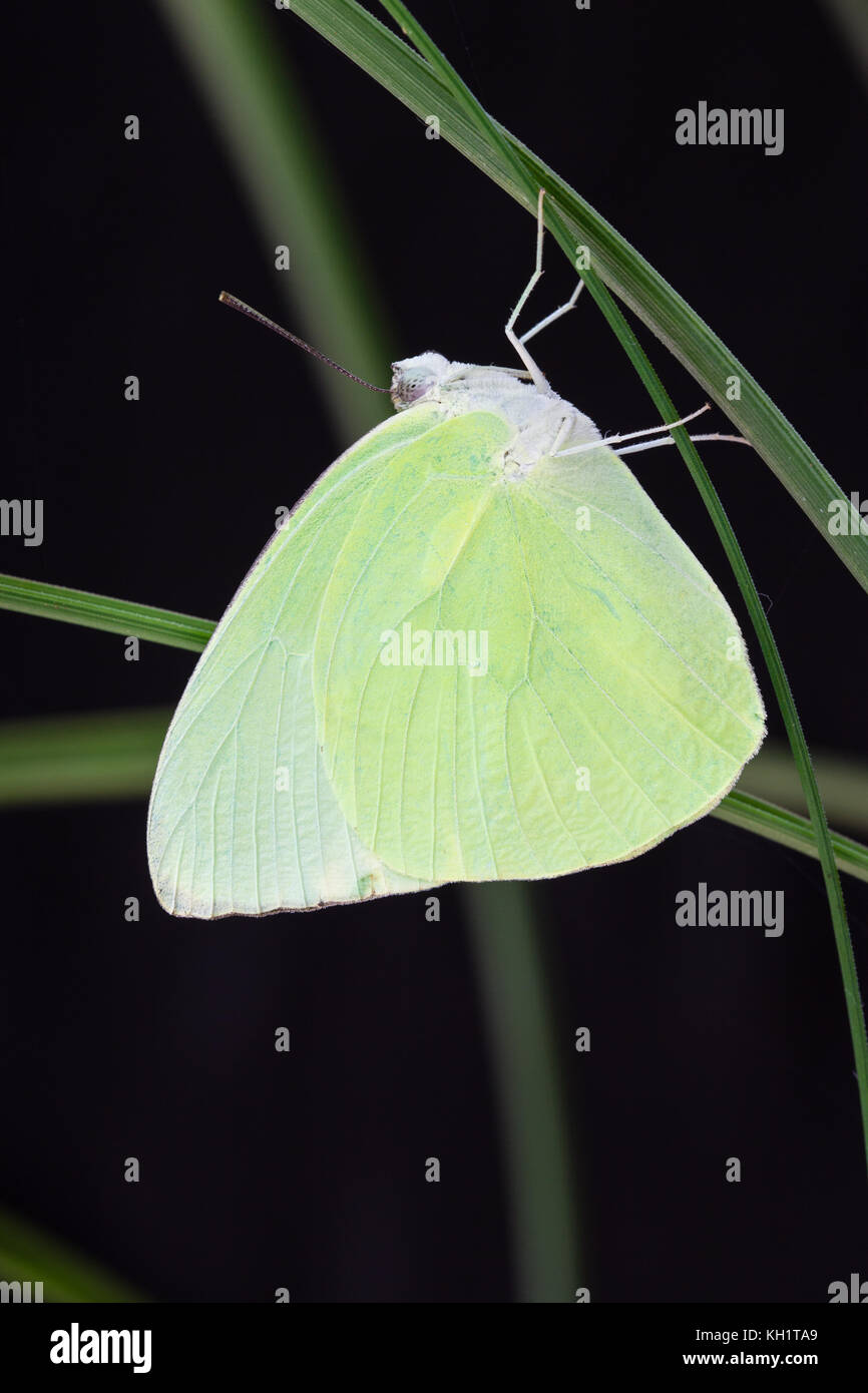 Lemon Emigrant Butterfly (Catopsilia pomona). Male at rest. Daintree ...