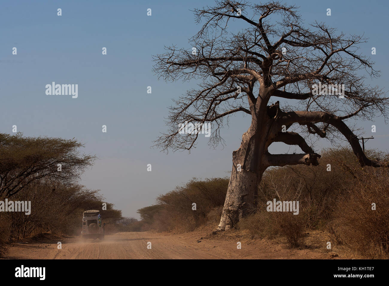 Baobah tree near the gravel road between Moremi Game reserve and Chobe ...