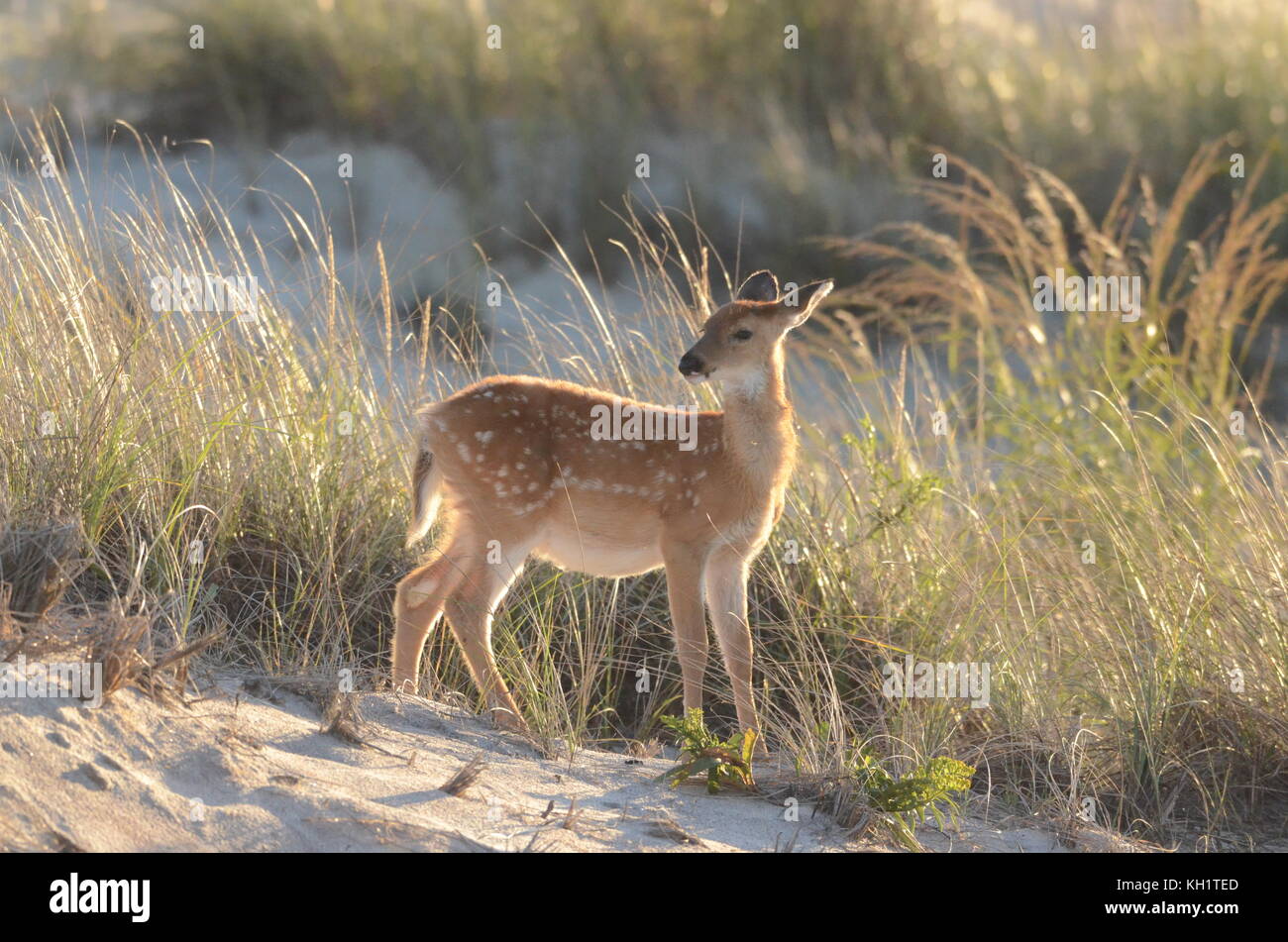 Deer fawn with Oceanside Landscape Stock Photo - Alamy