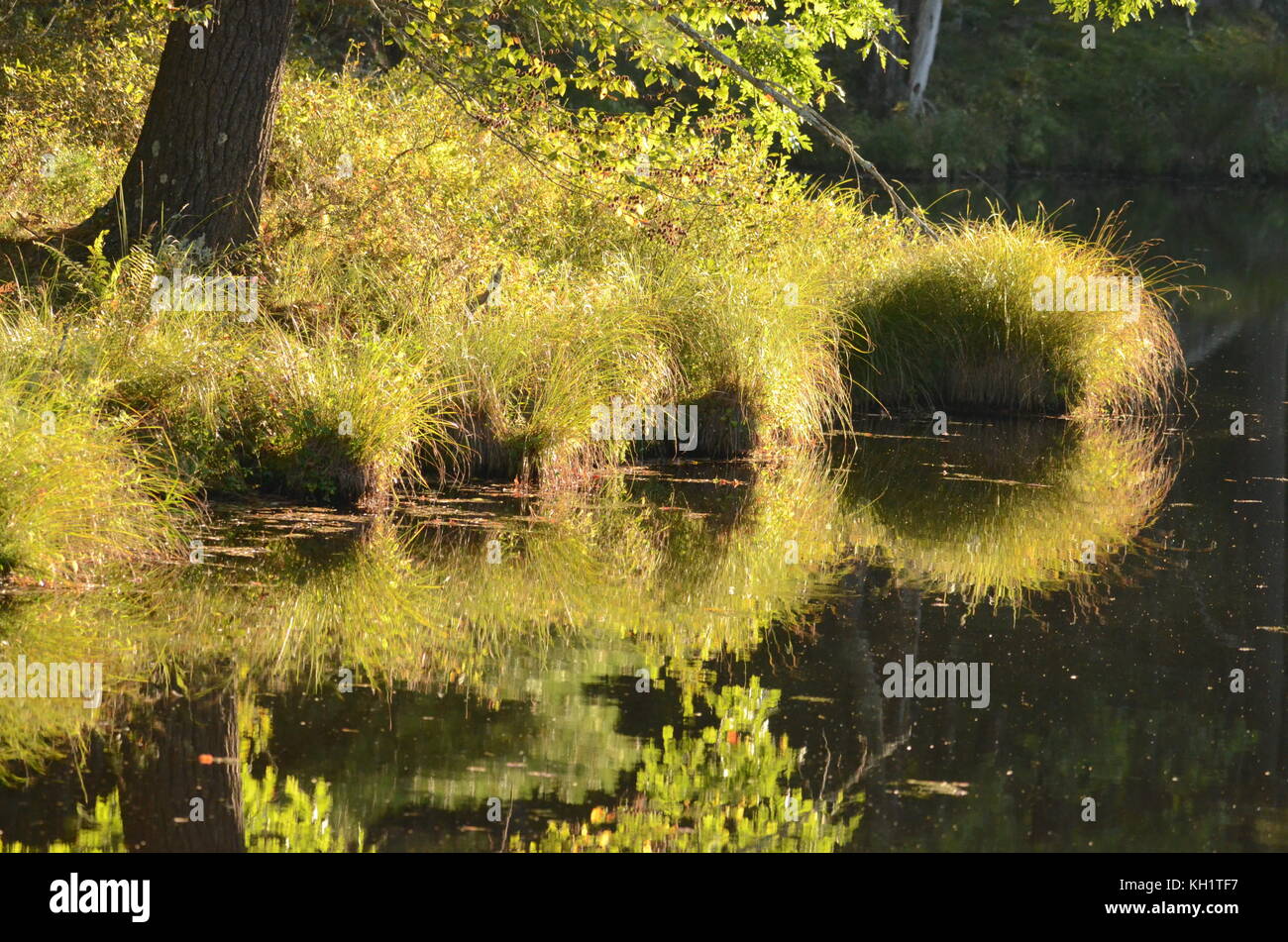 Beautiful reflection at Nyce Lake Pennsylvania Stock Photo - Alamy