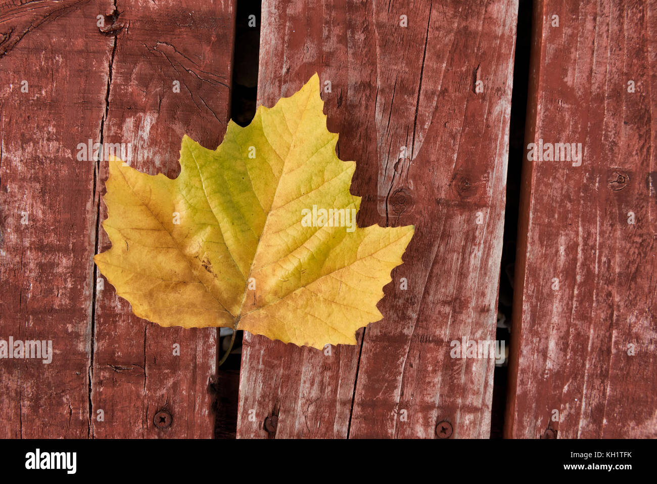 Sycamore wood texture hi-res stock photography and images - Alamy