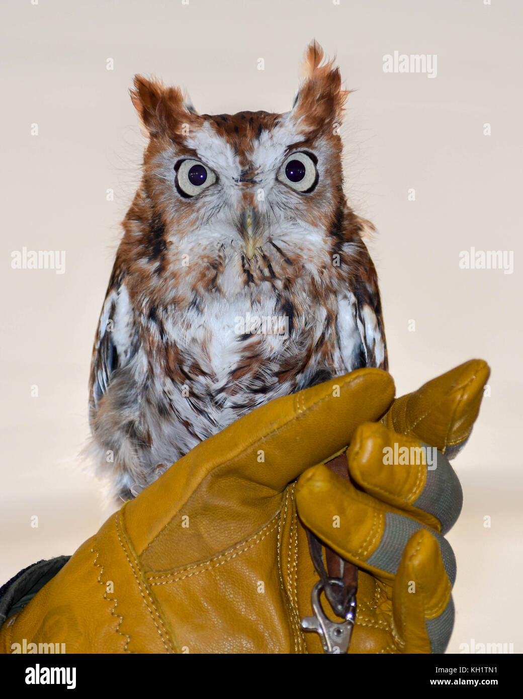 Owl handling hi-res stock photography and images - Alamy