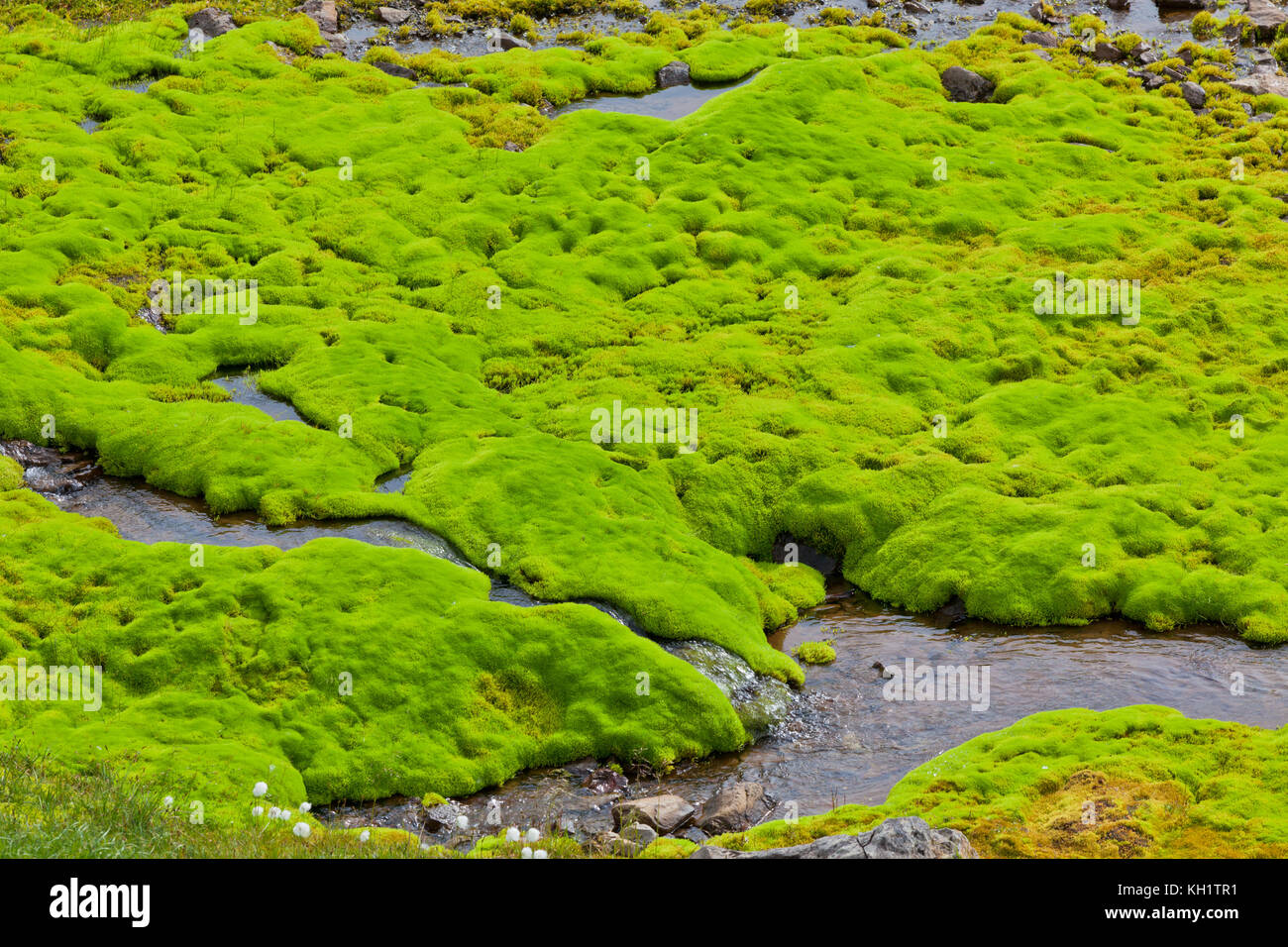 Iceland Small River Stream with green moss. Horizontal shot Stock Photo ...