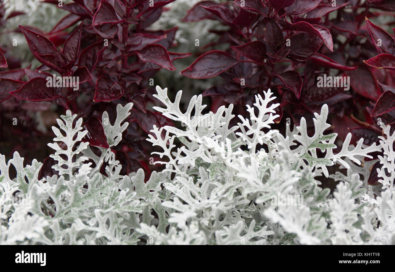 Cineraria maritima silver dust and dark red leaves. Soft focus dusty ...