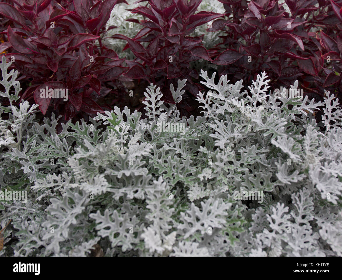 Cineraria maritima silver dust and dark red leaves. Soft focus dusty ...