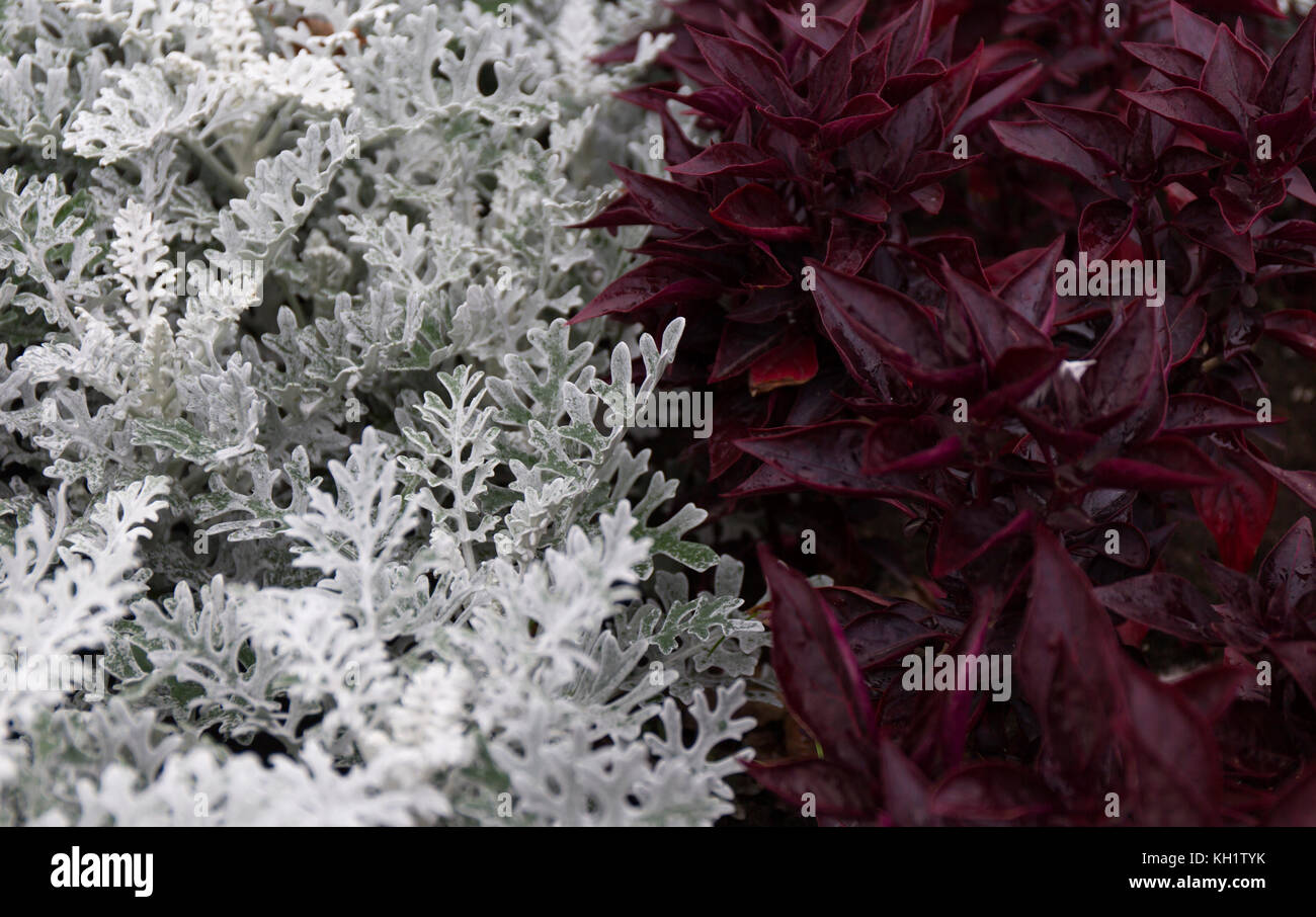Cineraria maritima silver dust and dark red leaves. Soft focus dusty ...