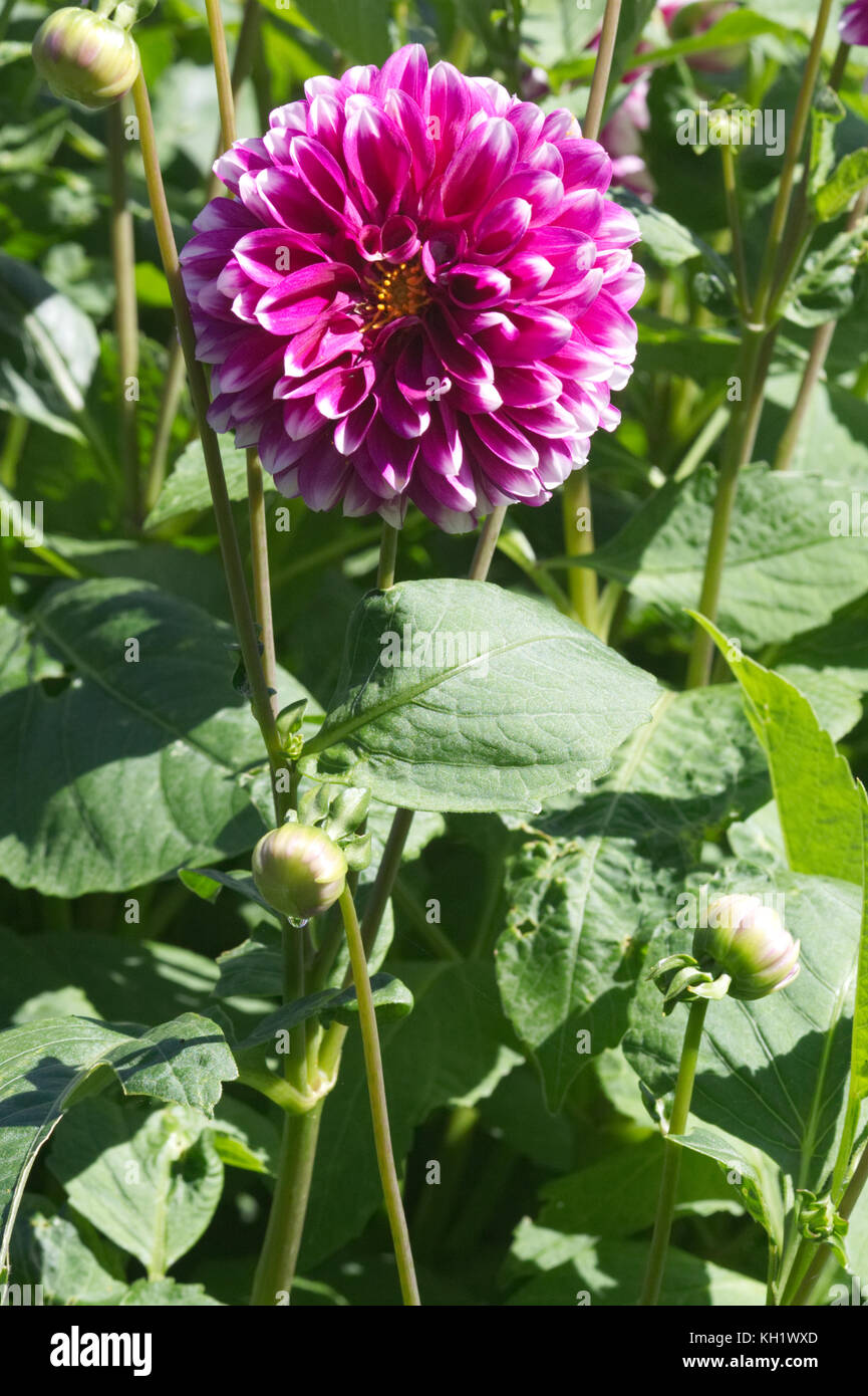 Pompon Dahlia flower Stock Photo - Alamy