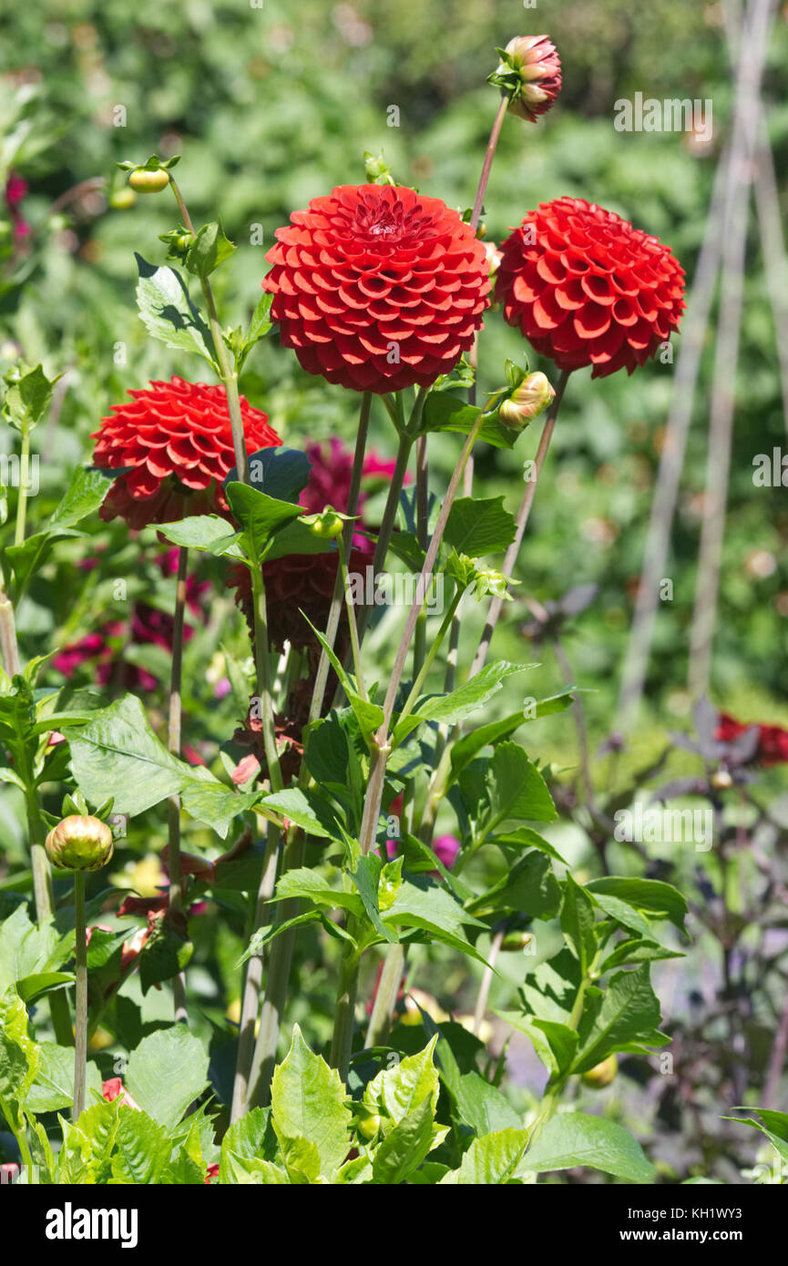 Pompon Dahlia flower Stock Photo - Alamy