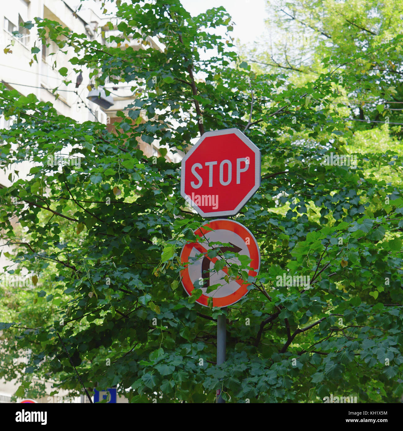 Stop traffic sign overgrown by green plants Stock Photo - Alamy