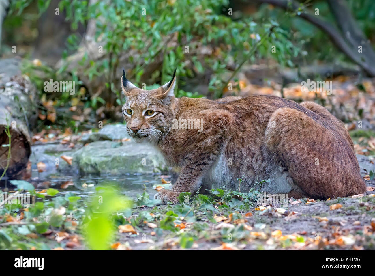 Lynx in the forest in the wild Stock Photo - Alamy