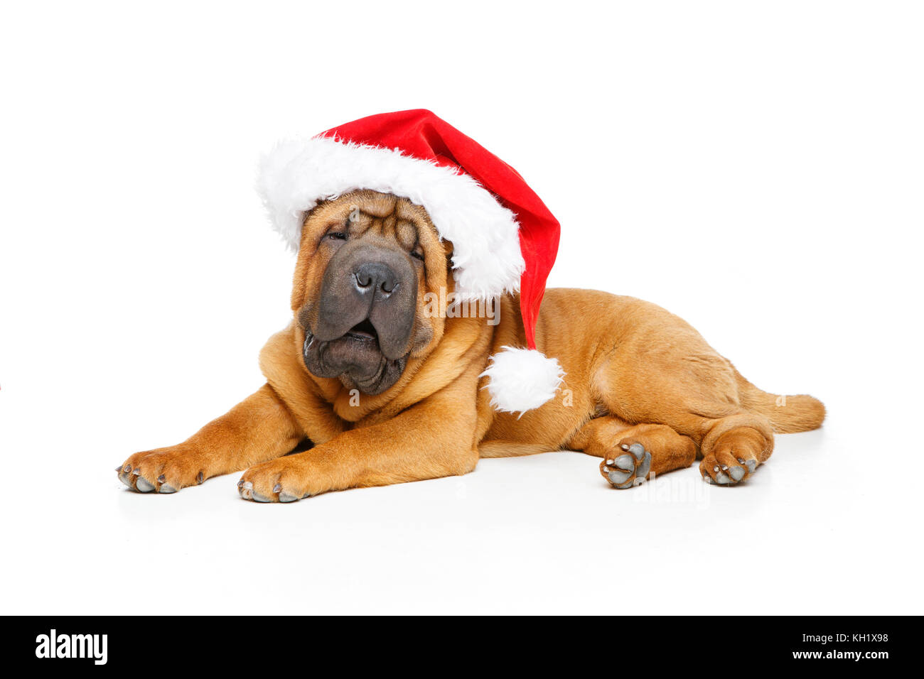 Christmas santa puppy in Cut Out Stock Images & Pictures - Alamy