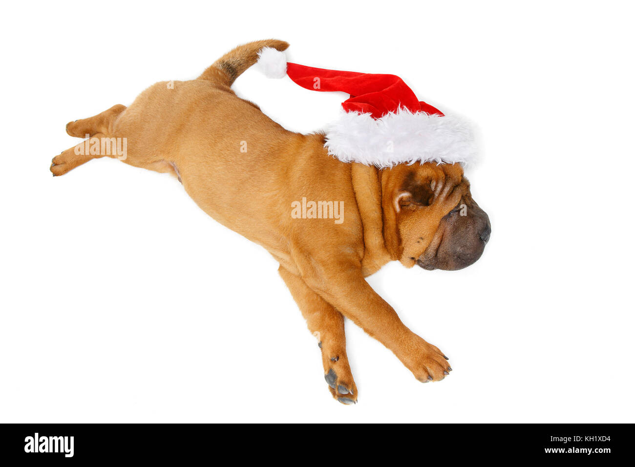 shar pei puppy in christmas hat Stock Photo - Alamy