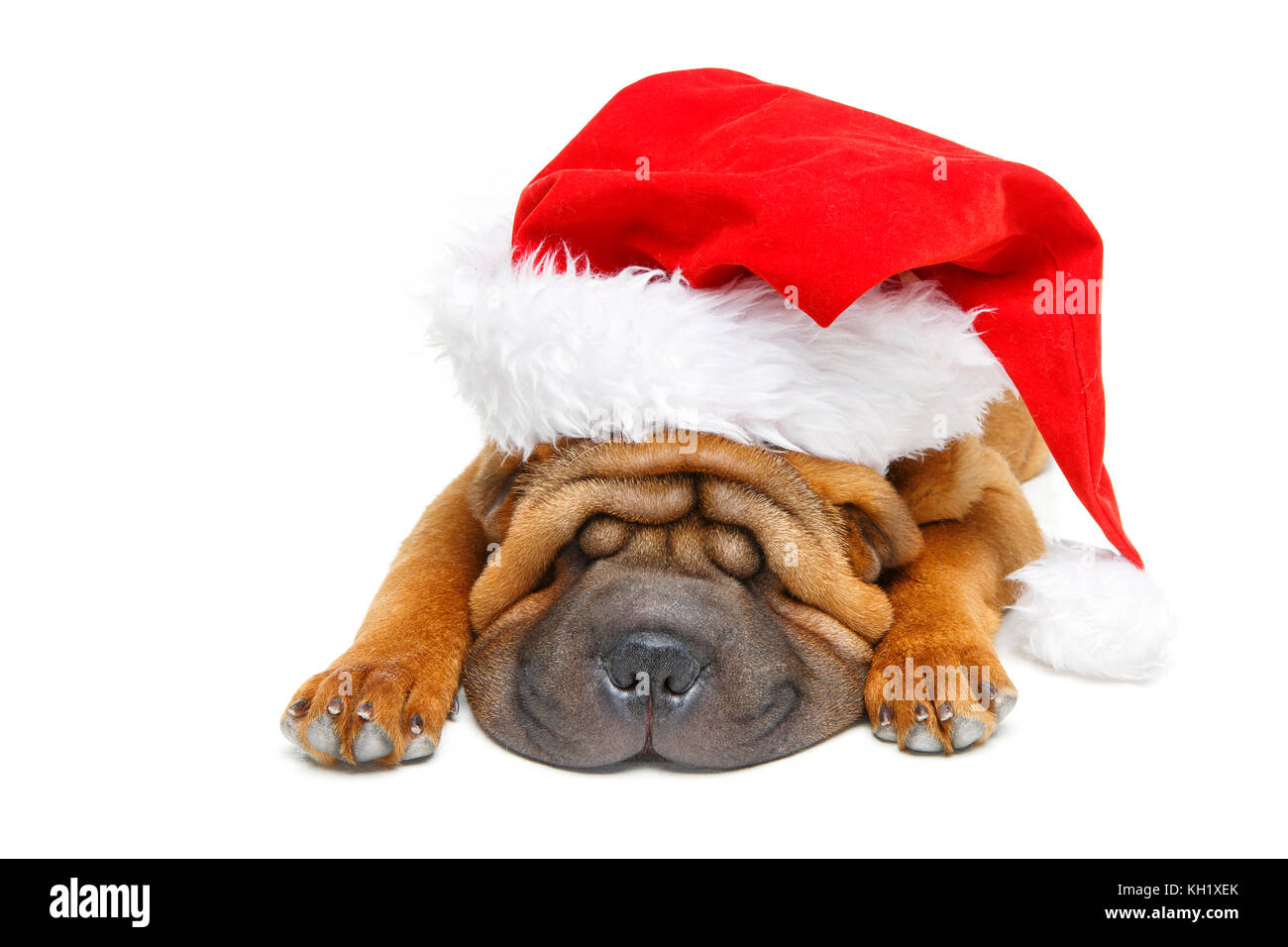 Shar pei puppy wearing costume hi-res stock photography and images - Alamy