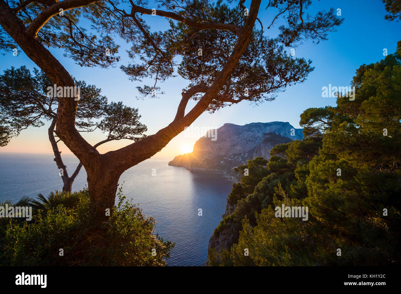 Sunset view through pine trees to the iconic cliffs of Capri Island in ...