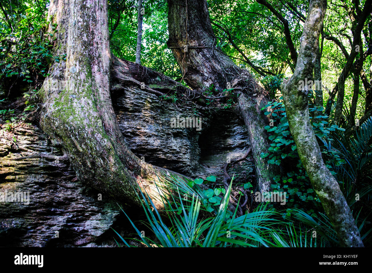 Overgrow hi-res stock photography and images - Alamy