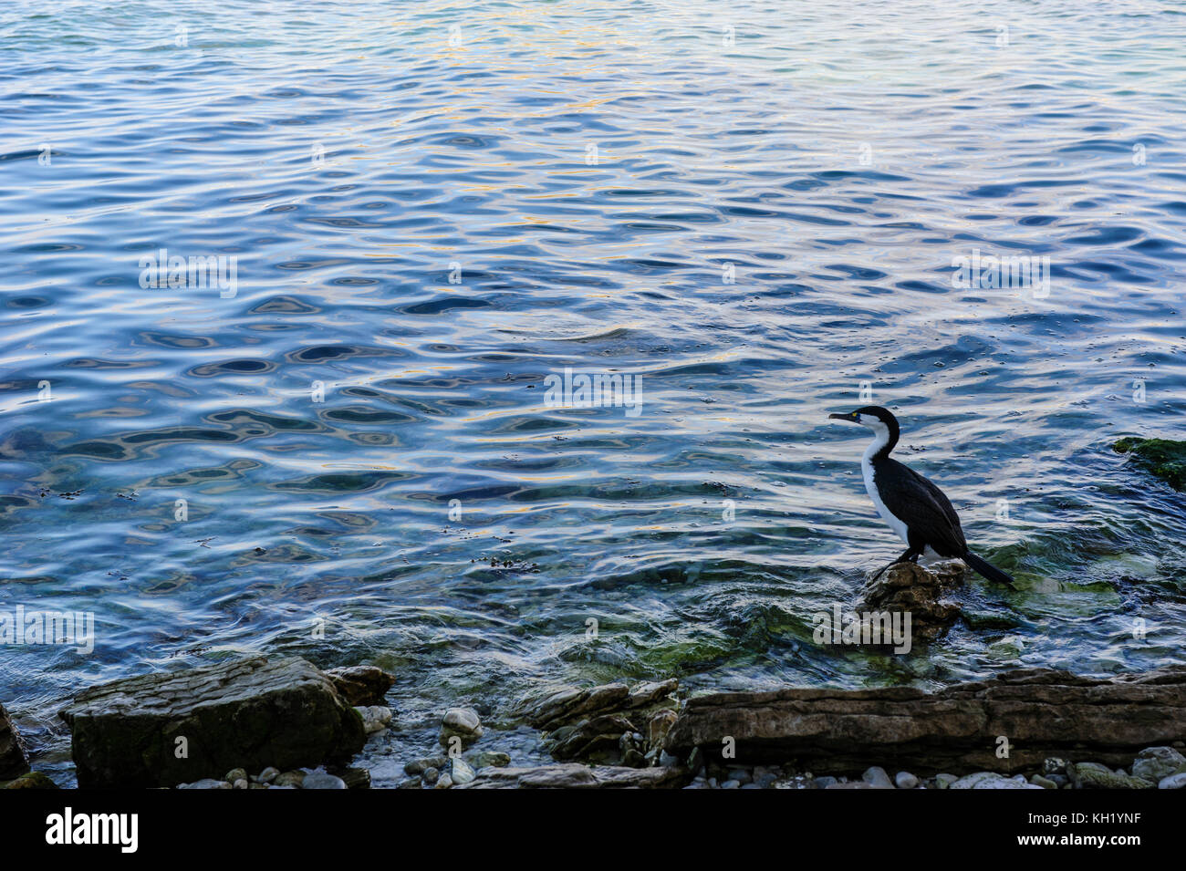 Hutton’s shearwater ((Puffinus huttoni)), Kaikoura Peninsula, South ...