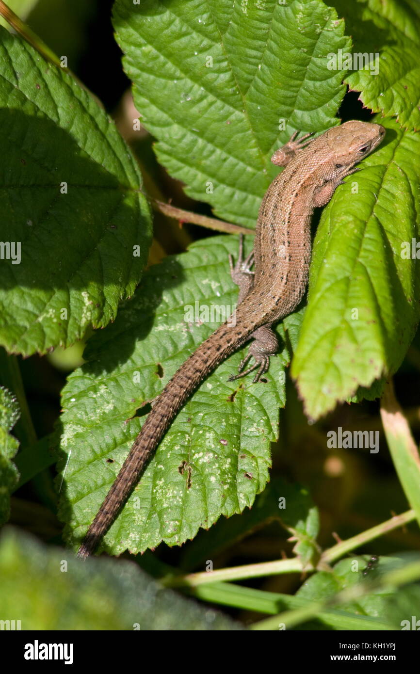 Female Common Lizard Lacerta vivipara Croyde Devon Stock Photo - Alamy