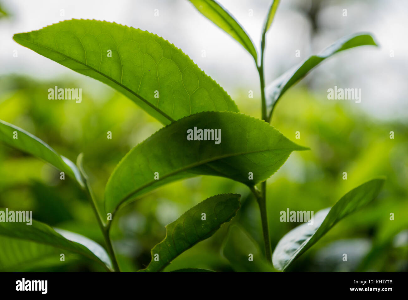 Green tea leaves close-up at tea plantation Stock Photo - Alamy