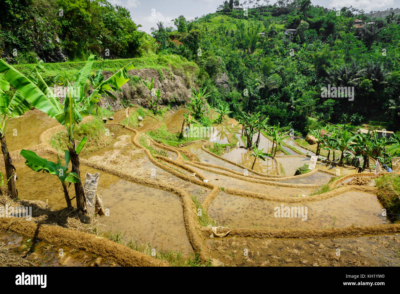 rice paddy terrace fields in Java, Indonesia, South East Asia Stock ...