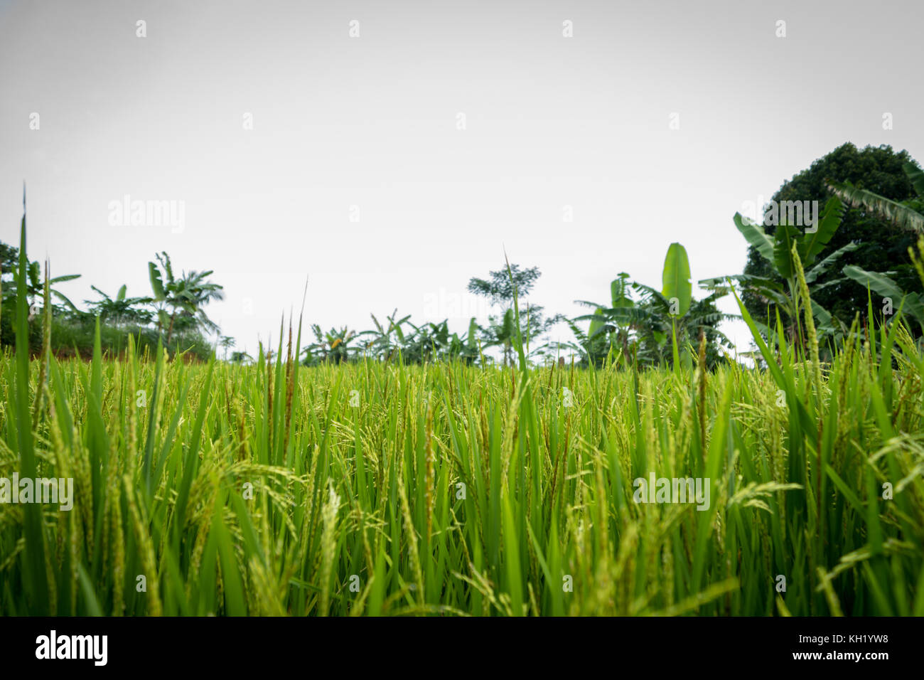 rice produce grain in the rural rice paddy fields in Indonesia, South ...