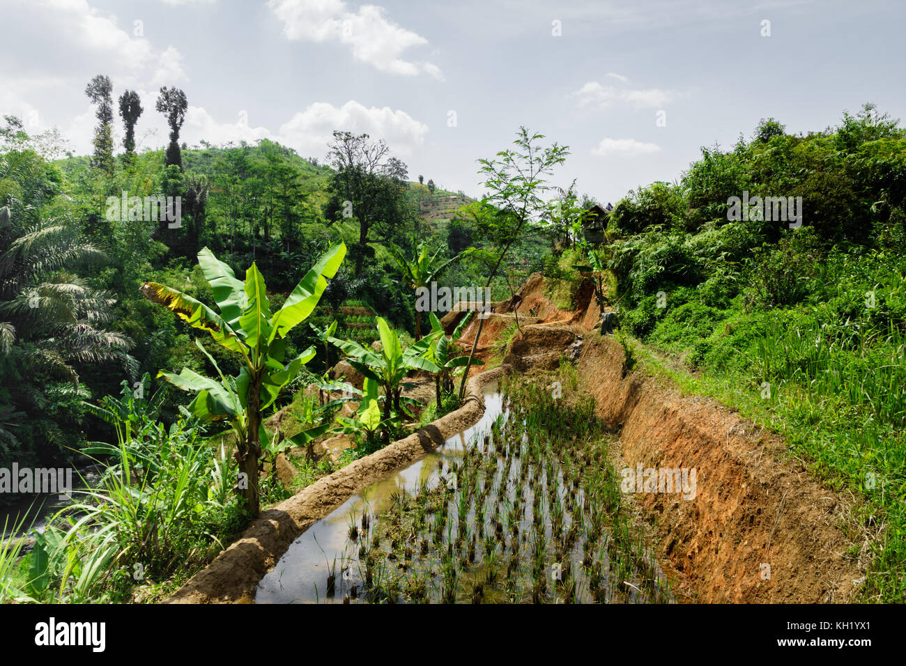 rice paddy terrace fields in Java, Indonesia, South East Asia Stock ...