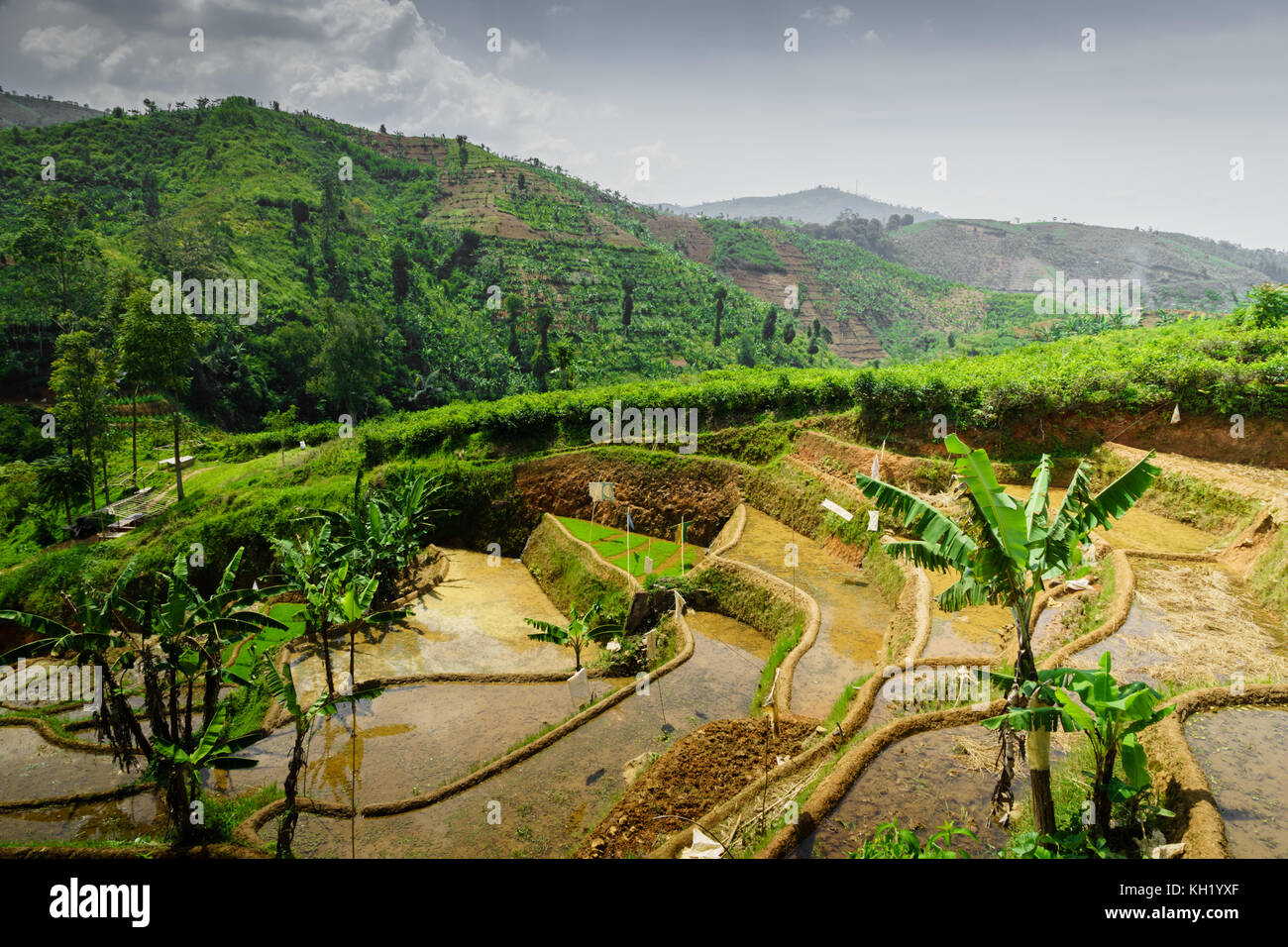 rice paddy terrace fields in Java, Indonesia, South East Asia Stock ...