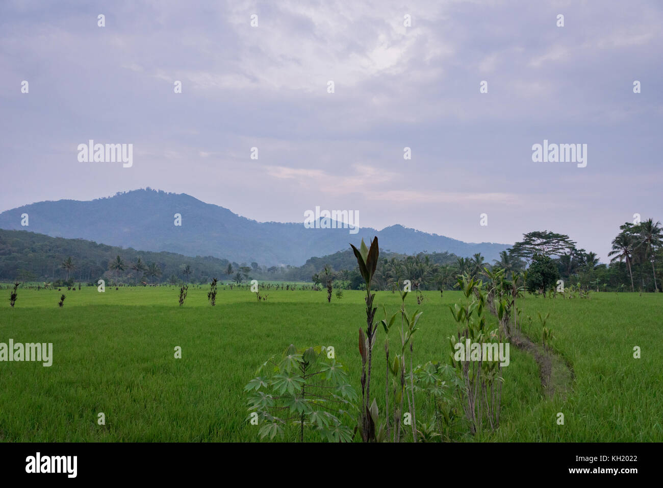Rice field agricultural landscape in the countryside from Java ...