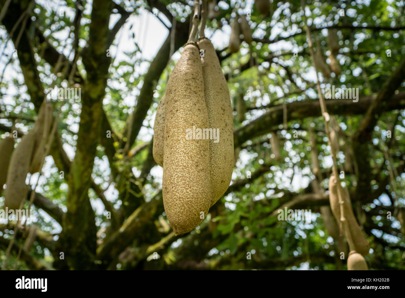 sausage tree (Kigelia africana) fruits hanging in tree Stock Photo - Alamy