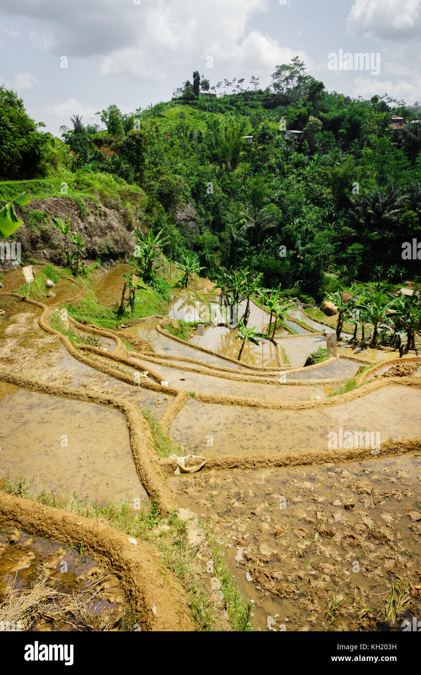 rice paddy terrace fields in Java, Indonesia, South East Asia Stock ...
