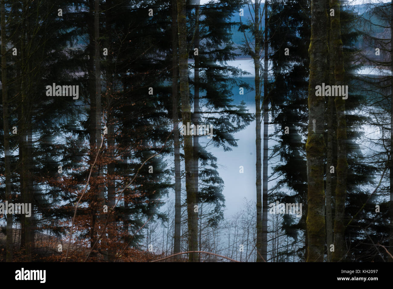 Forest near a Lake with fading Trees Stock Photo - Alamy