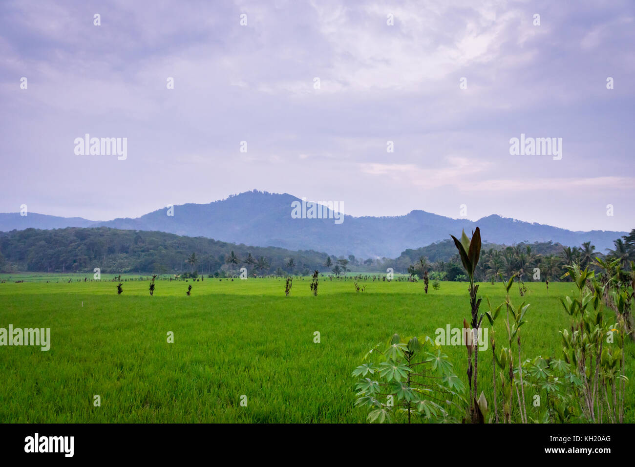 Rice field agricultural landscape in the countryside from Java ...