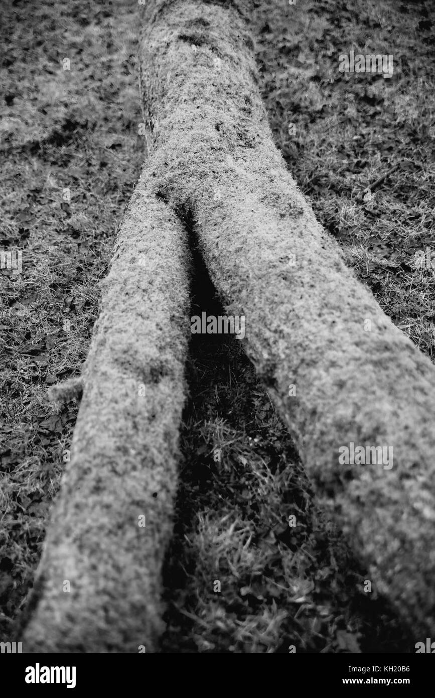 Two Legs Of A Tree Stock Photo - Alamy