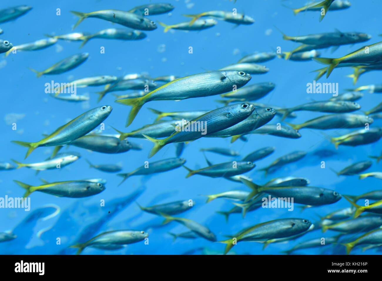 Nature background Fish swimming in deep sea blue waters Stock Photo - Alamy