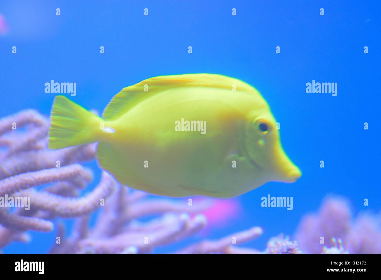 Yellow Coral Fish swimming in blue waters Stock Photo - Alamy
