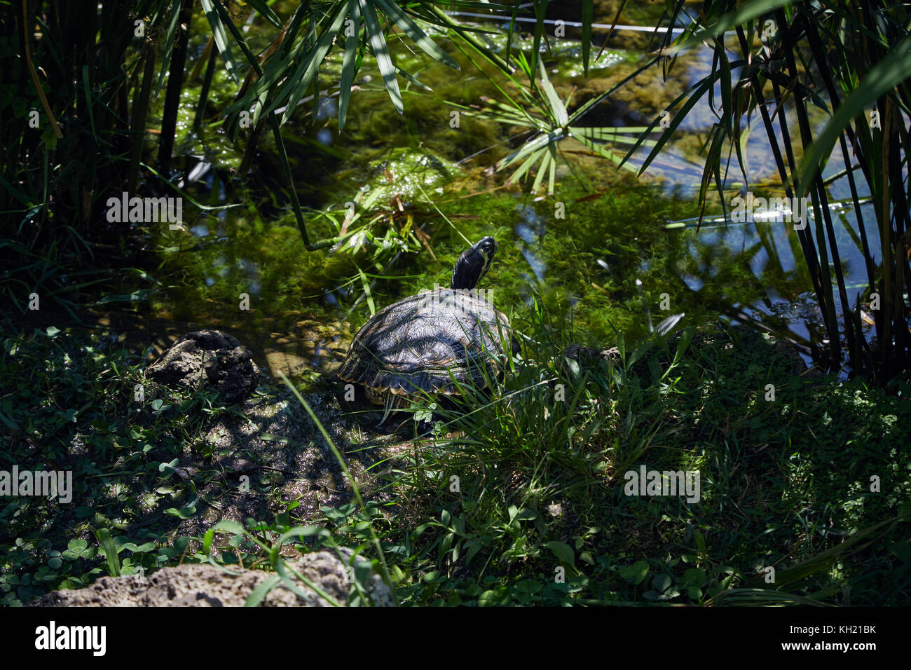 Small turtle in grass hi-res stock photography and images - Alamy