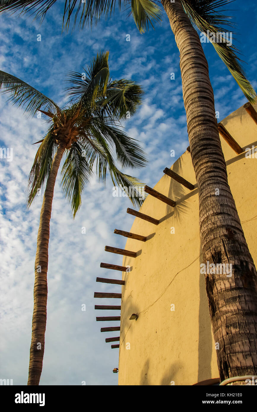 Detail of the palm tree in Cabo San Lucas in Mexico Stock Photo - Alamy
