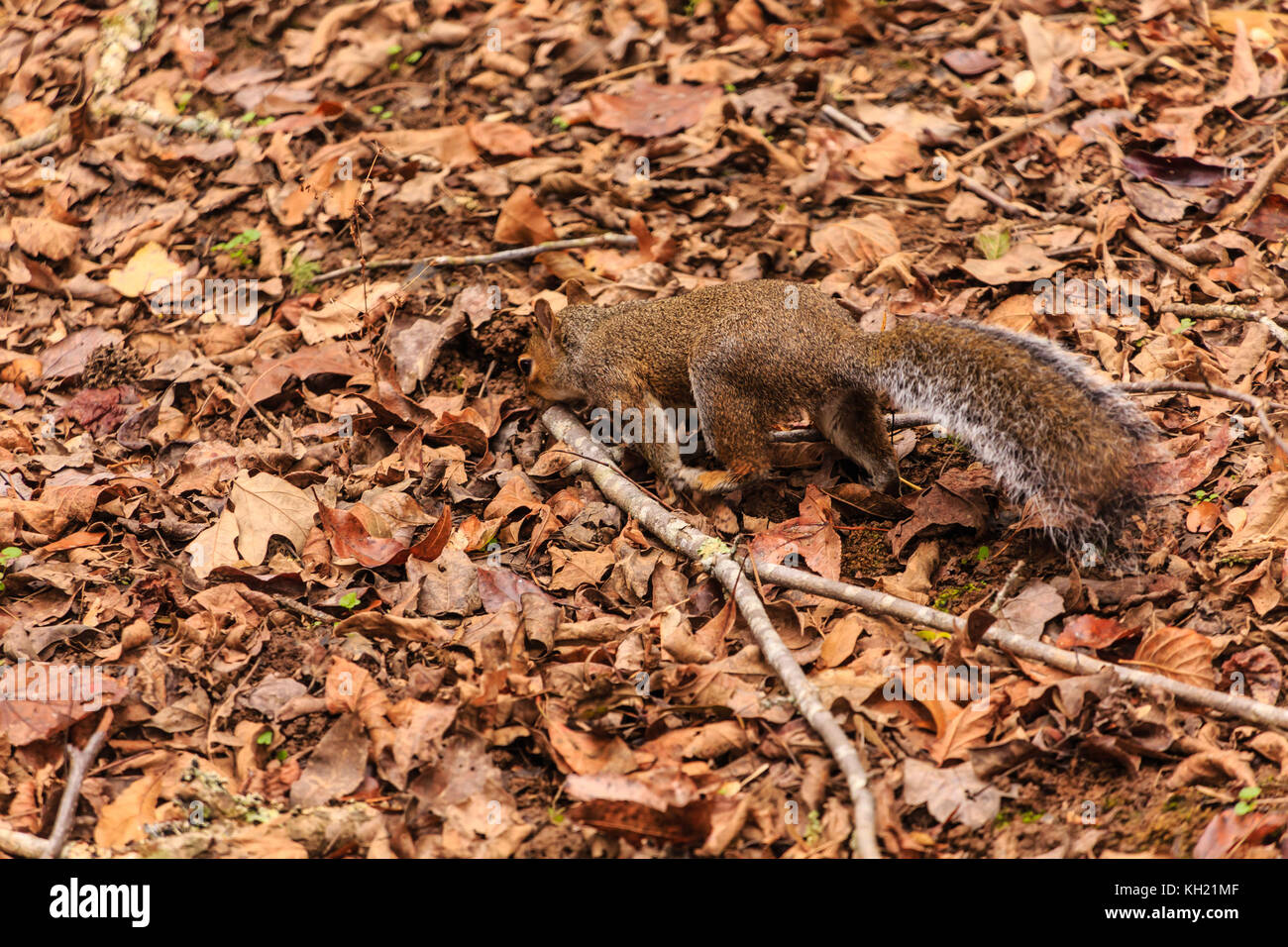 Looking at nuts hi-res stock photography and images - Alamy