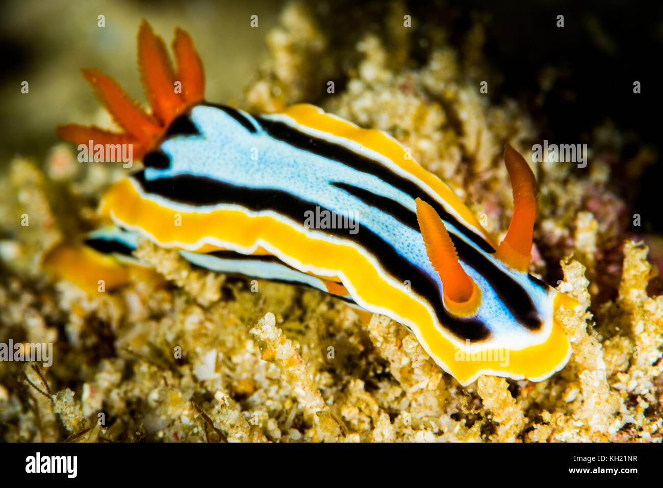 Nudibranch sea slug blue yellow hi-res stock photography and images - Alamy