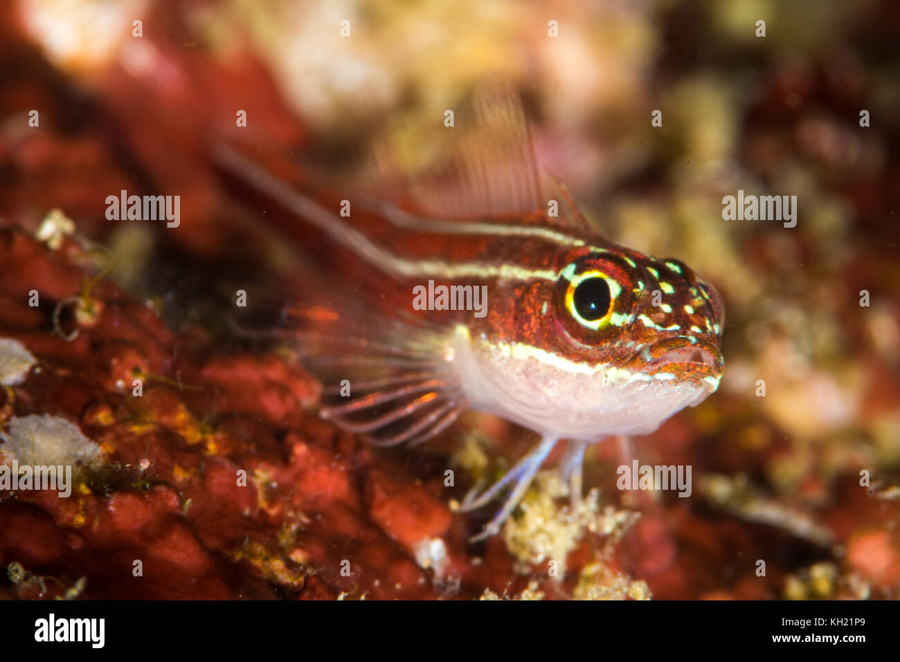 striped triplefin on a reef Stock Photo - Alamy