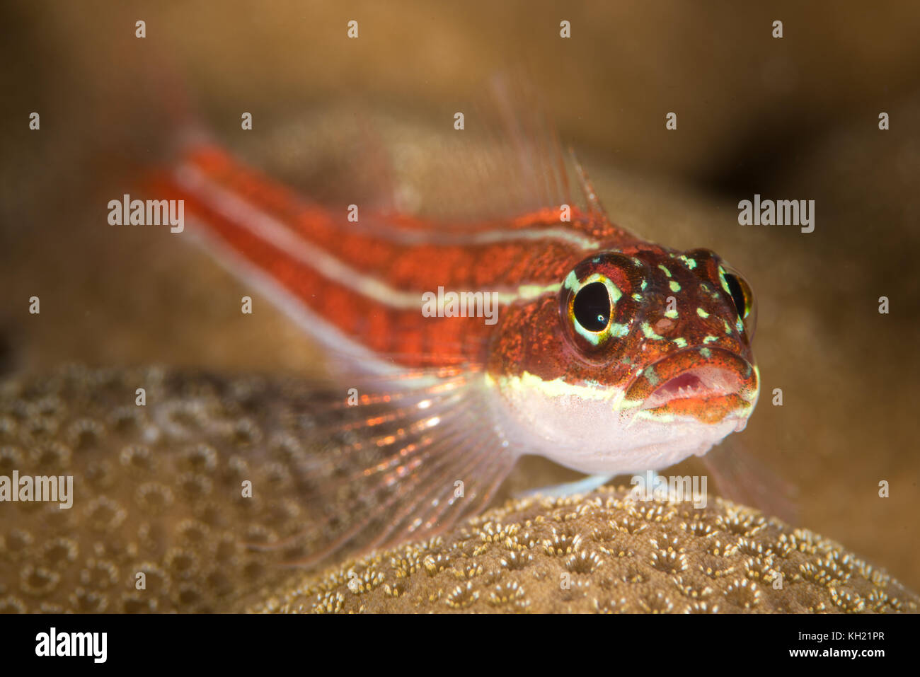Striped triplefin fish hi-res stock photography and images - Alamy