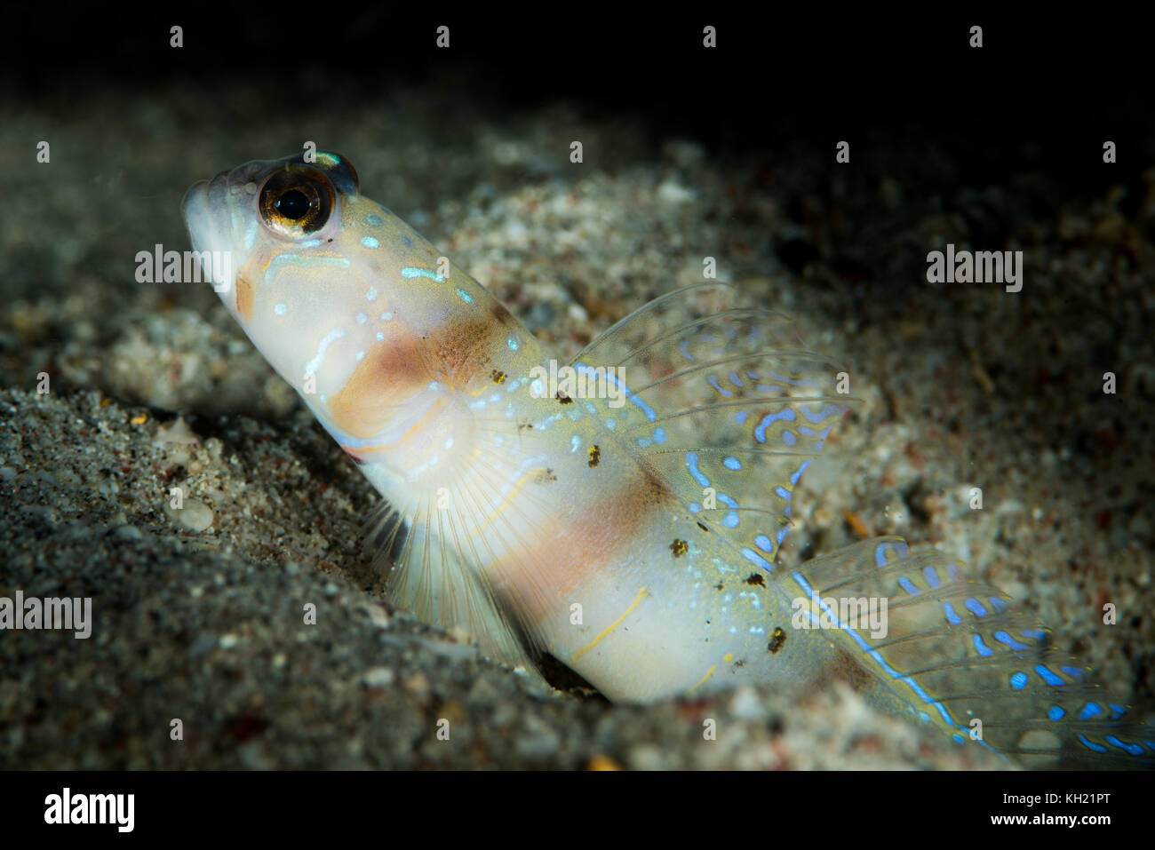 Tapertail hi-res stock photography and images - Alamy