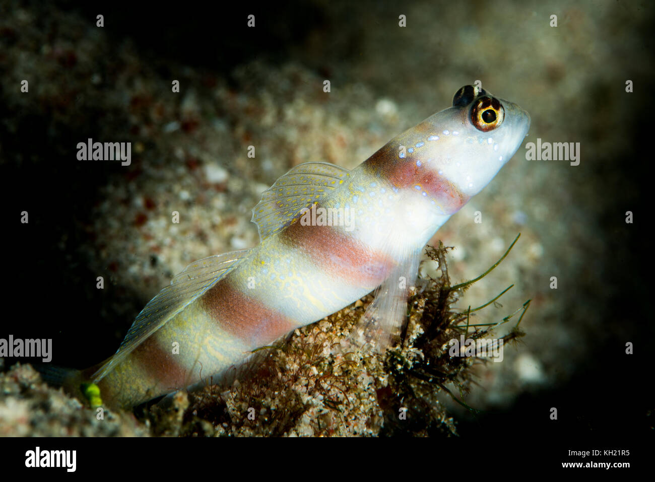 Eye gobies hi-res stock photography and images - Alamy